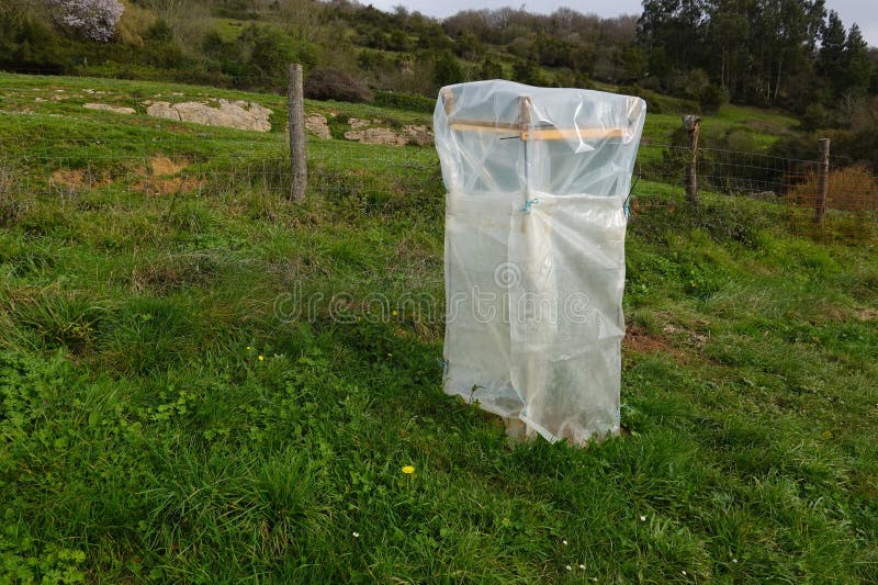 Citrus Tree Protected with Plastic for Frost. Fruit Trees Protected in ...