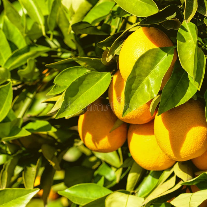 Citrus Tree stock photo. Image of citrus, healthy, fruit - 36279156