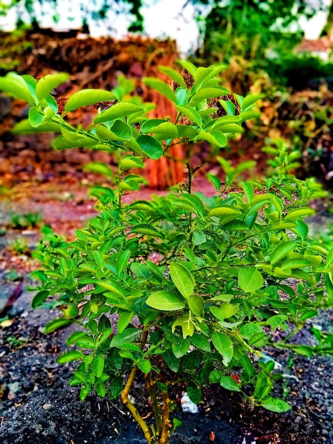 Citrus Trees Leaves with Blur Background Stock Photo - Image of ...