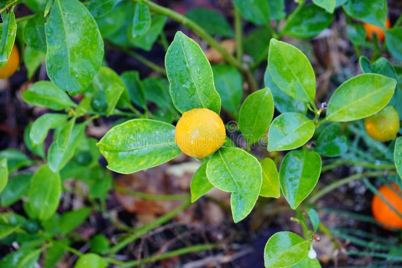 Citrus stock image. Image of green, food, bunch, bitter - 84853929