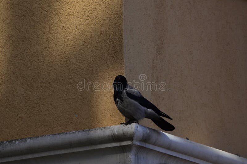 A city crow taking a break stock photo. Image of wall - 248043594