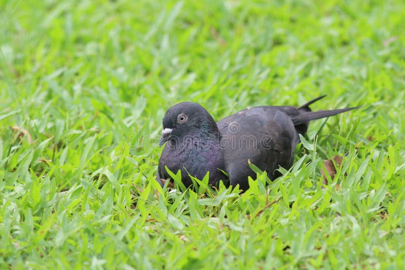 Two fighting doves stock photo. Image of doves, animals - 129419950