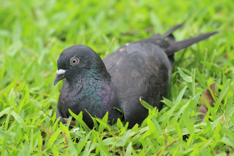 A City Doves Fighting for City Park Stock Image - Image of life ...