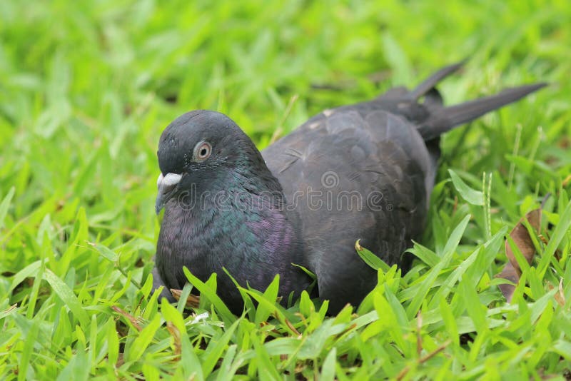 Two Doves Fighting or Kissing Stock Image - Image of bird, nature: 66030717