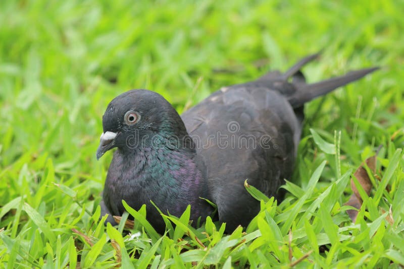 Two Doves Fighting or Kissing Stock Image - Image of bird, nature: 66030717