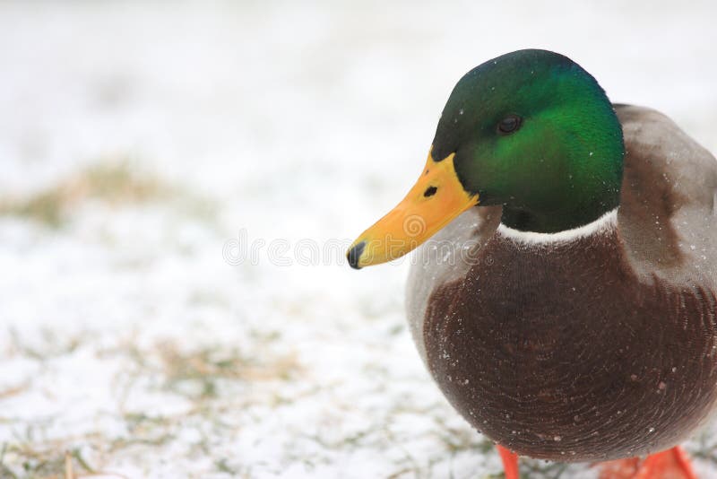 Duck biting its leg stock image. Image of webbed, duck - 29593701