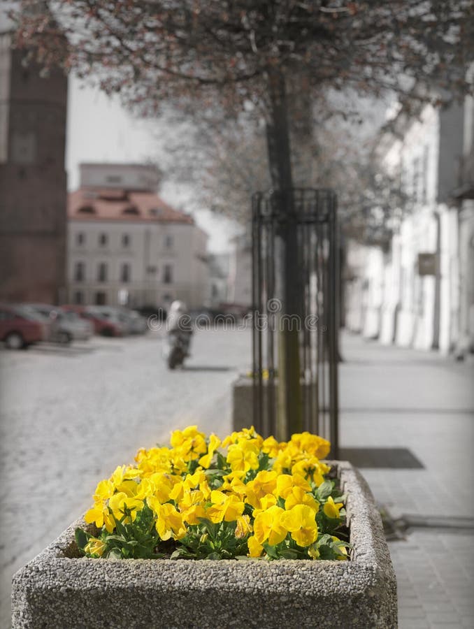 City flowers. stock photo. Image of blossom, traditional - 19706780