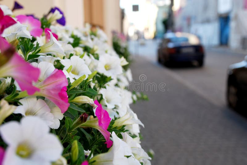 City Flowers stock image. Image of city, summer, street - 53416101