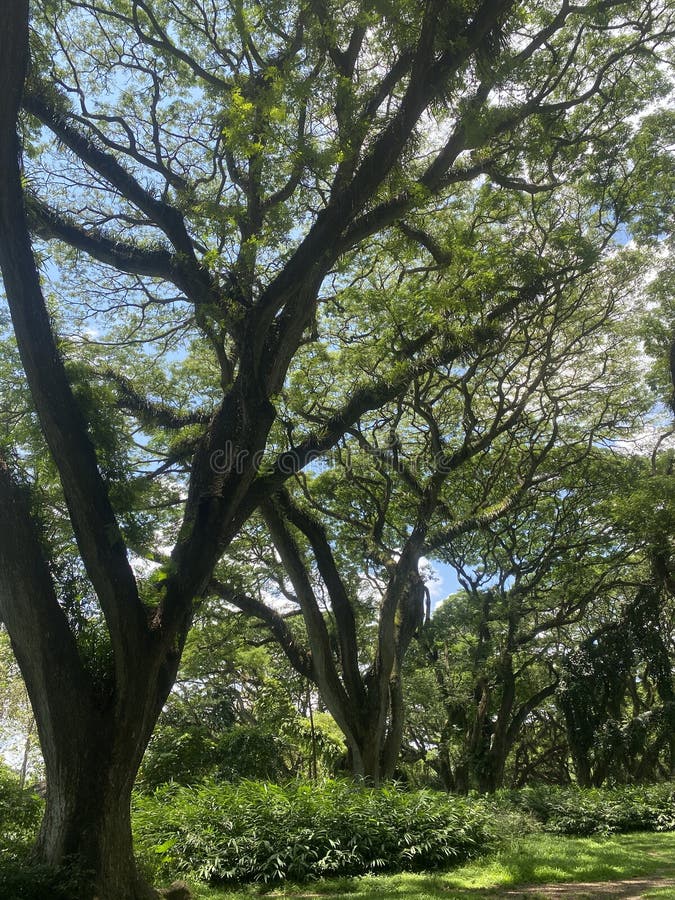 The Trembesi Tree, or Samanea Saman is a Great Tree for Shade. Stock ...