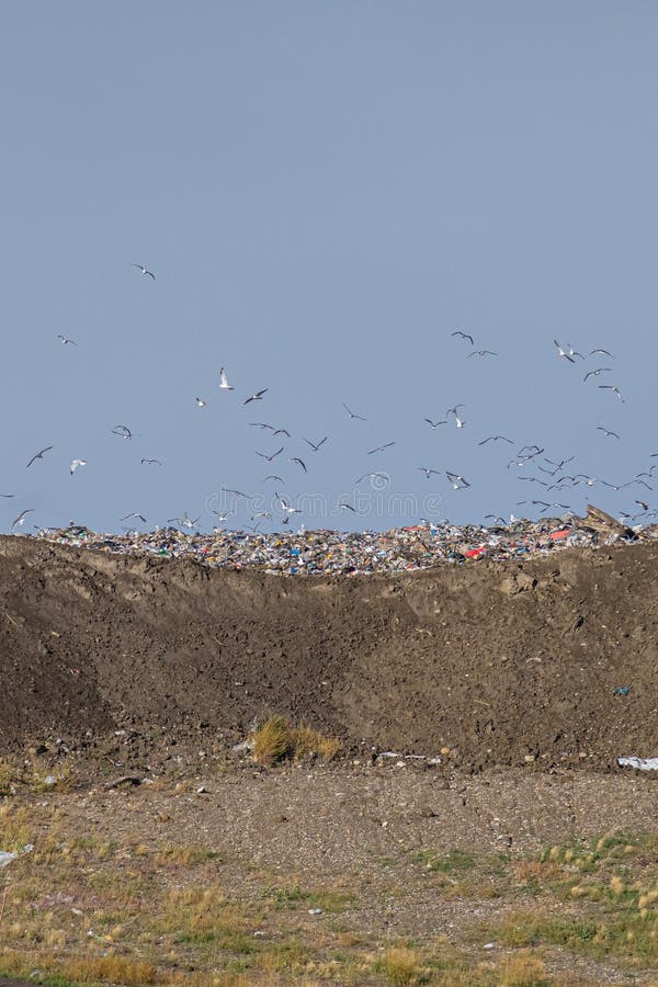 City Garbage Dump with Birds Flying Around Stock Image - Image of ...