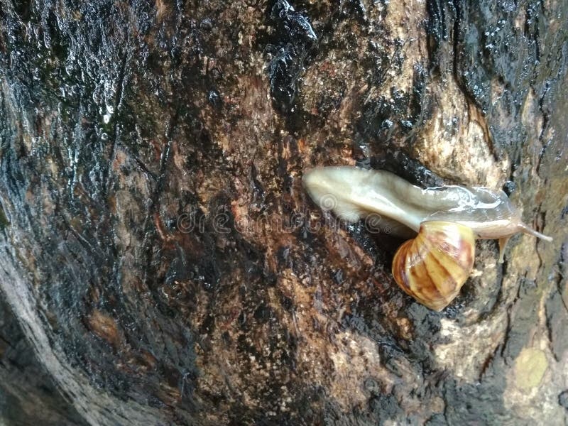 Snail go down stock image. Image of leaf, crawling, slow - 80520429