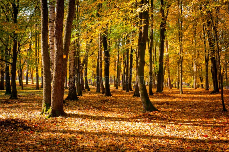 City park in autumn stock photo. Image of tree, scenery - 27775942