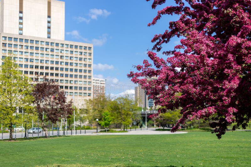 City Park Downtown Ottawa Spring Cityscape Blooming Tree Springtime ...