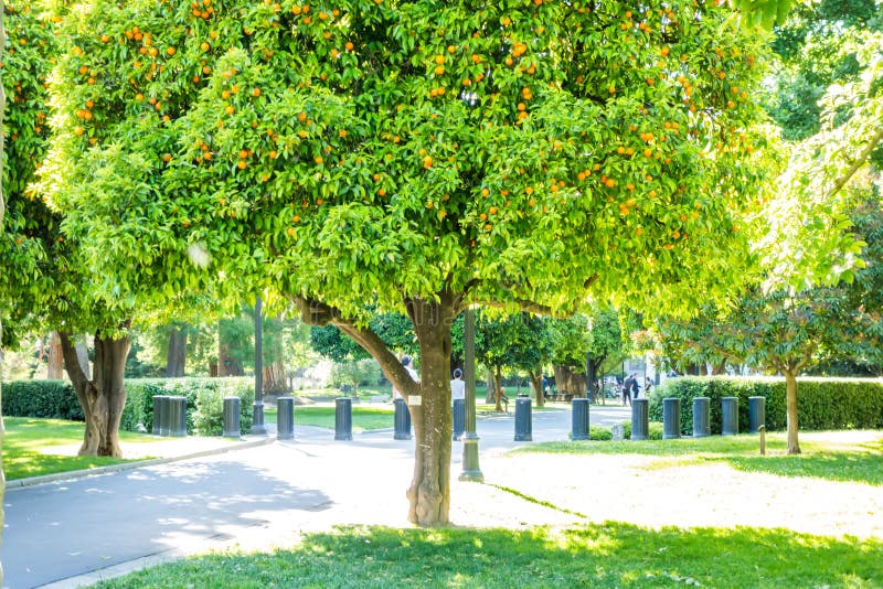 City Park in Downtown with Trees and Benches Stock Image - Image of ...