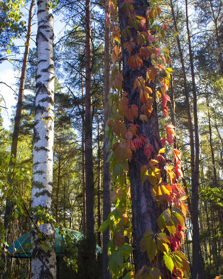City Park in the Fall. Bright Fall Foliage, Sunny Day. Landscape Design ...