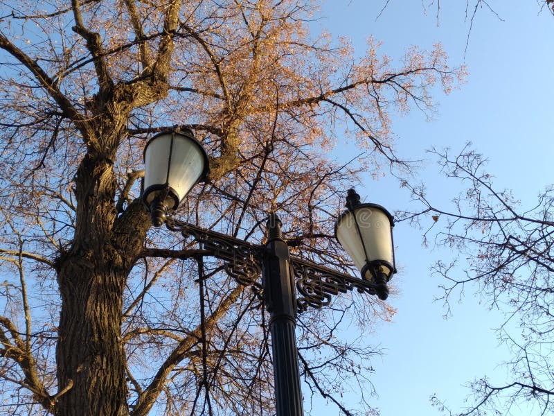 City Park. Great Tree and Lamp Post Stock Image - Image of sunlight ...