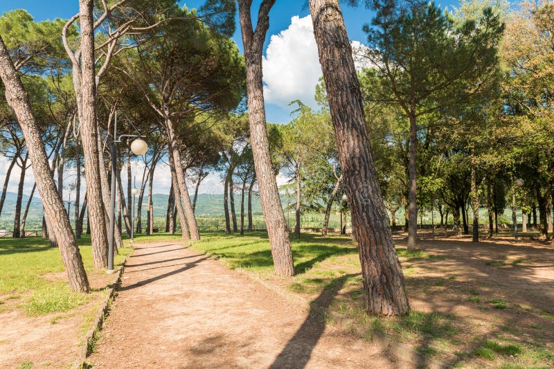 City park with pine trees stock image. Image of pine - 54953725