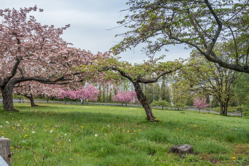 City Park in Springtime 4 stock image. Image of seattle - 92673105