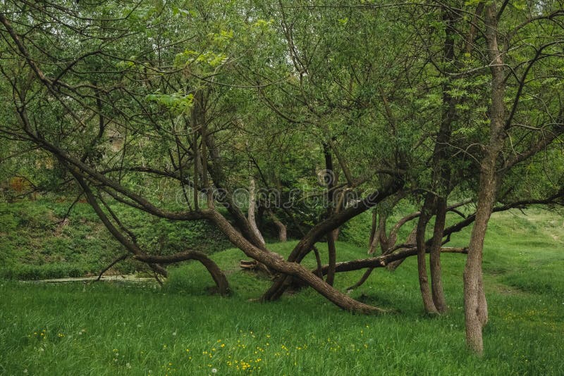 City Park , Tangled Tree Trunks in the Meadow Stock Photo - Image of ...