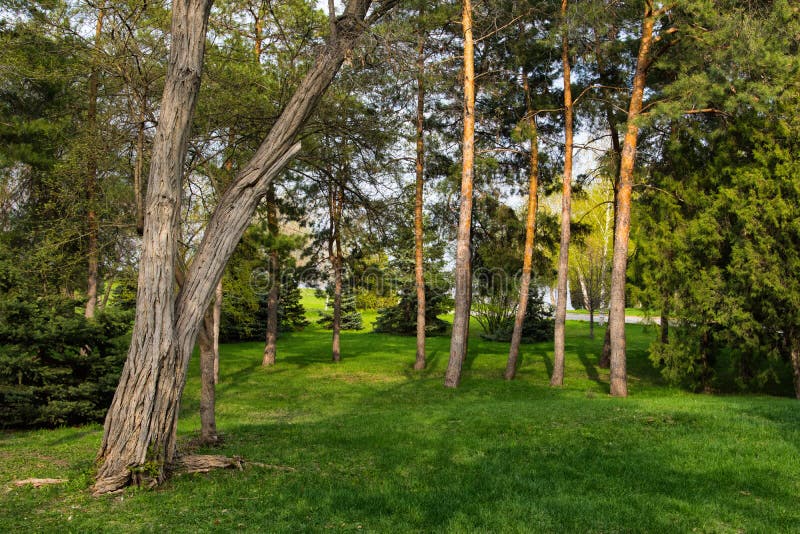 City Park. Park and Trees. Walk in the Park Stock Photo - Image of ...