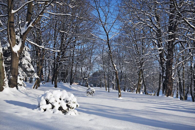 City park in the winter stock image. Image of light, snowdrift - 12399487