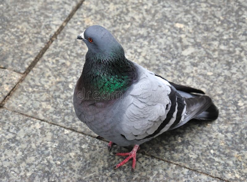 City pigeon stock image. Image of grey, bill, beak, closeup - 14501859
