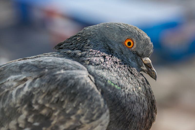 City pigeon closeup. stock image. Image of freedom, beak - 65340297