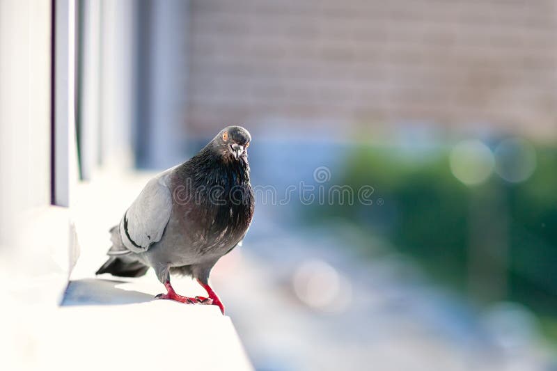 City Pigeon Sitting on a Window Stock Photo - Image of wing, branch ...