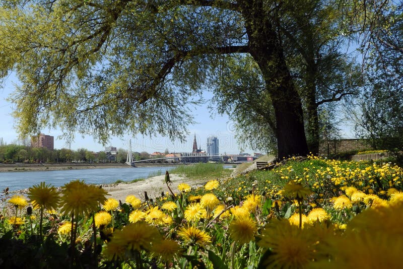 City on the River Drava, Osijek Stock Image - Image of spring, europe ...