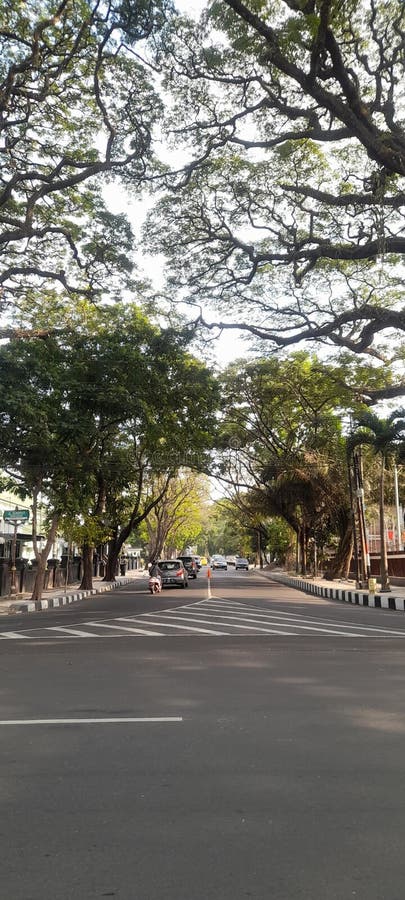 A City Road with Big Trees in Morning Activity Stock Photo - Image of ...