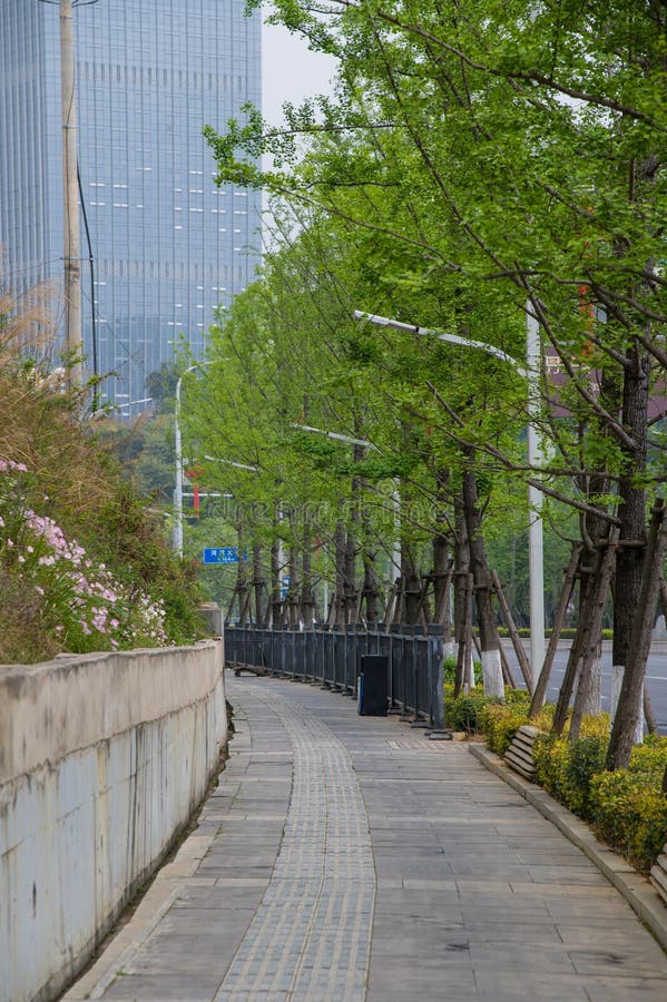 City Sidewalk and Trees in the Morning Stock Image - Image of built ...