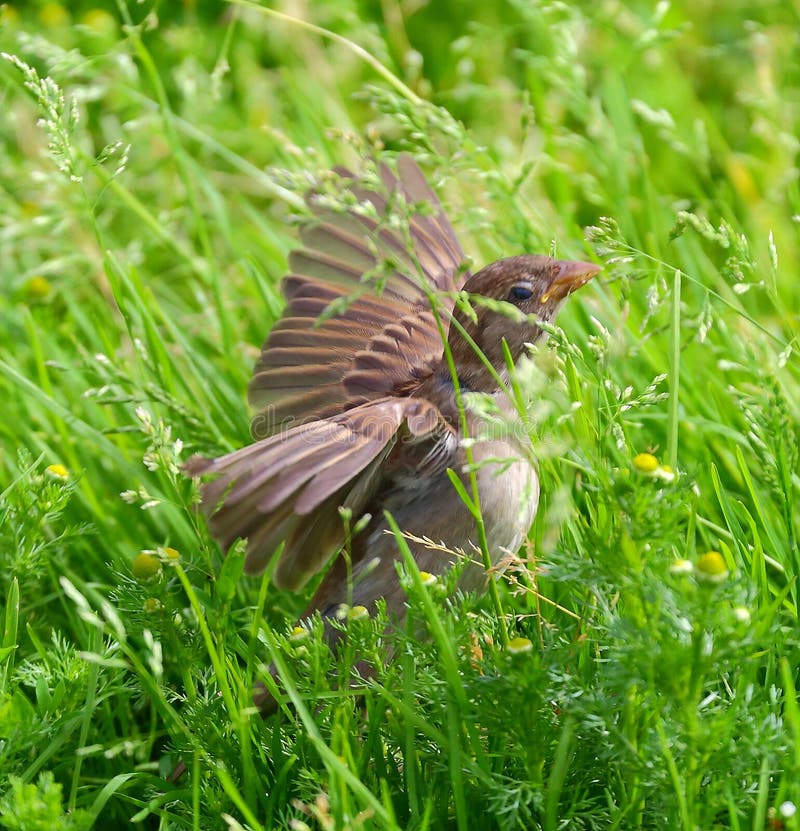 Sparrow in the grass stock photo. Image of brown, animal - 19420284