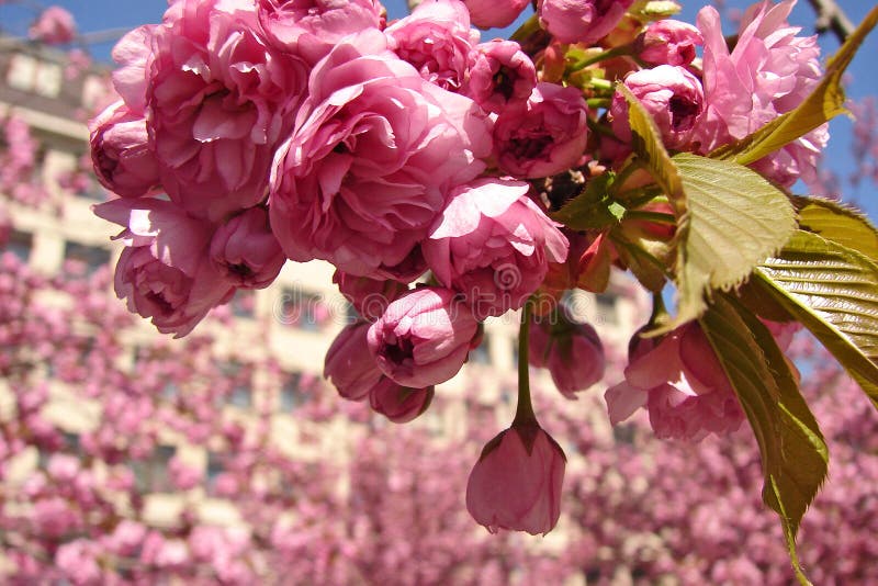 City spring environment stock photo. Image of garden, environment - 7314294