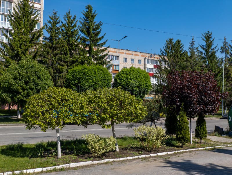 A City Street with Trees and Bushes in the Middle of it Stock Image ...