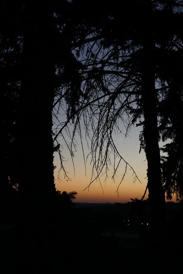 150 Sunset Evergreen Tree Silhouettes Stock Photos - Free & Royalty ...