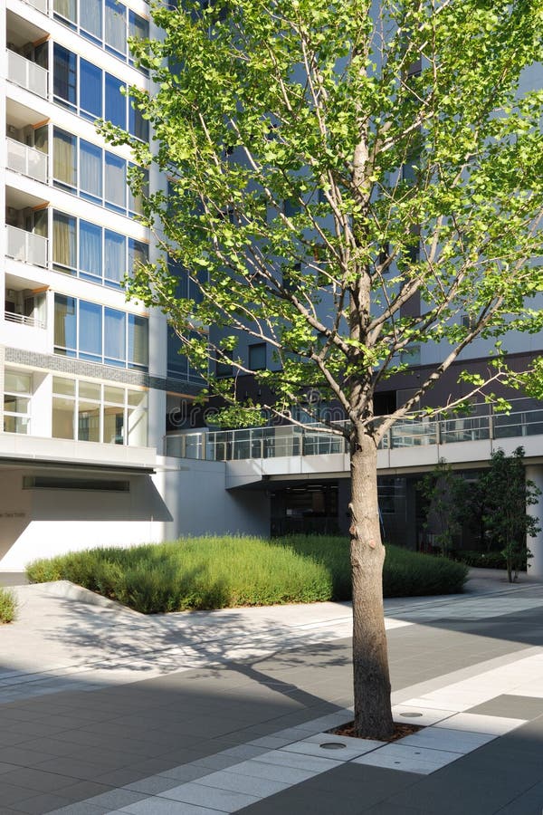 City tree stock image. Image of bright, street, environment - 13598251