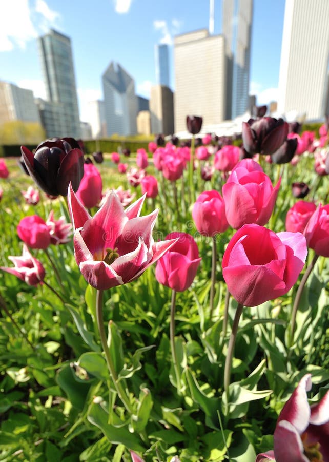 City tulips stock image. Image of landscape, bloom, chicago - 24348455