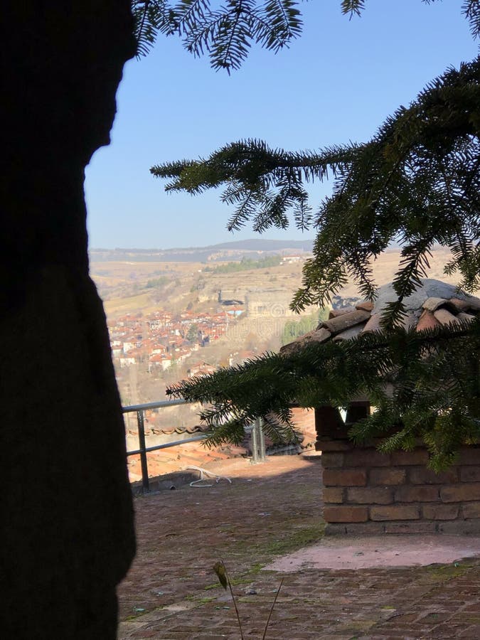 City View through the Pine Tree. Stock Image - Image of blue, natural ...
