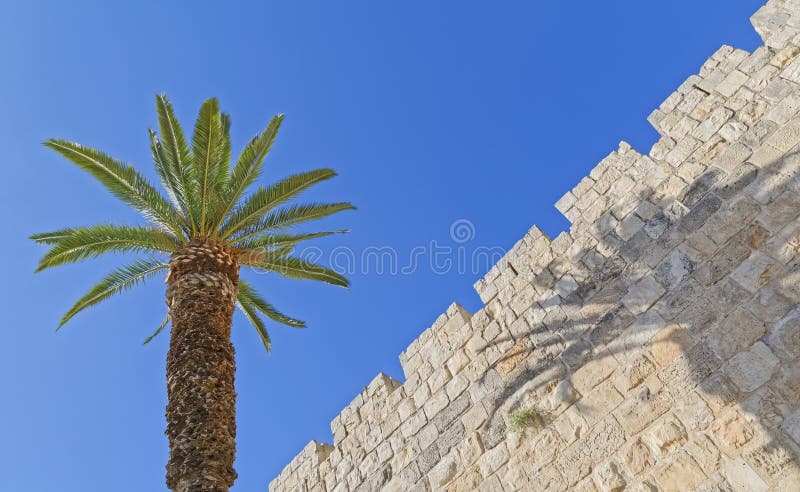 Palm Tree Tops in Jerusalem Stock Photo - Image of flora, tropical ...