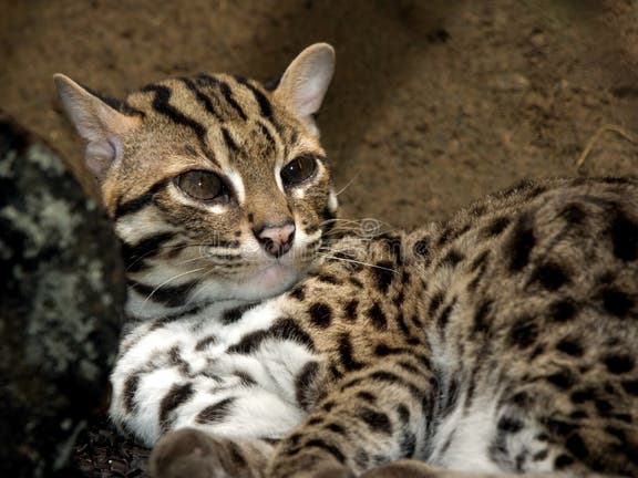 Civet Cat stock photo. Image of gardens, zoological, animal - 3272246