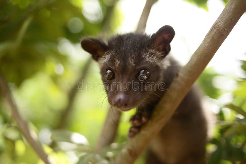 Civet Cat on Tree stock image. Image of tree, branch - 149581539