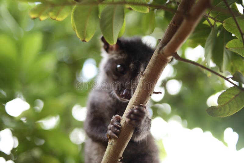 Civet Cat on Tree stock photo. Image of tropical, predator - 149581542