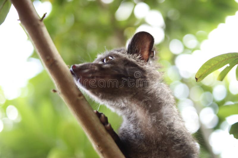 Civet Cat on Tree stock photo. Image of nocturnal, genet - 149581546