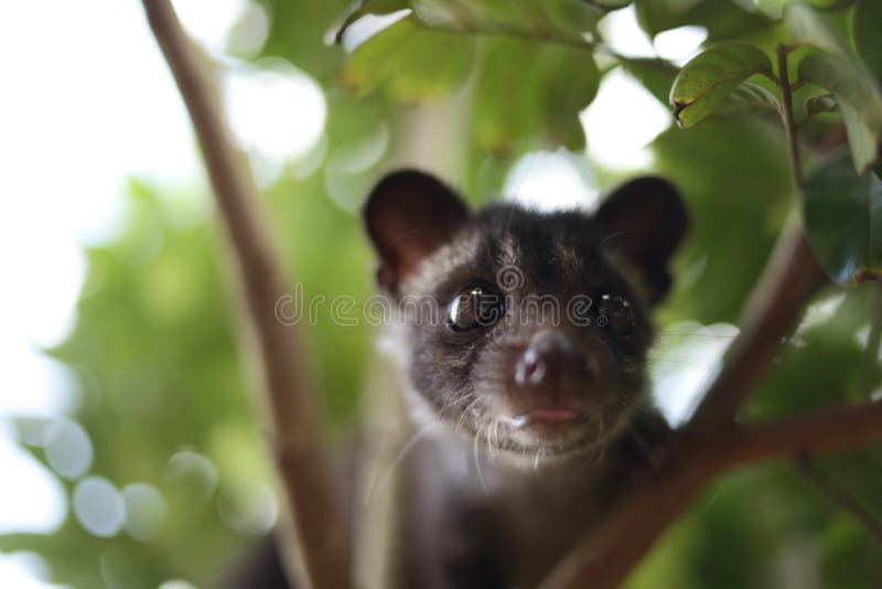 Civet Cat on Tree stock photo. Image of nocturnal, genet - 149581546