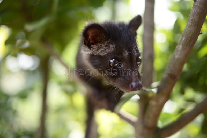 Civet Cat on Tree stock photo. Image of genet, civet - 149581554