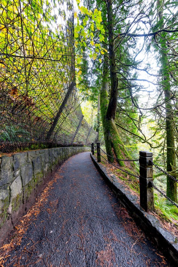 Civilized Paved Path Leading through an Oregon Rain Forest Stock Image ...