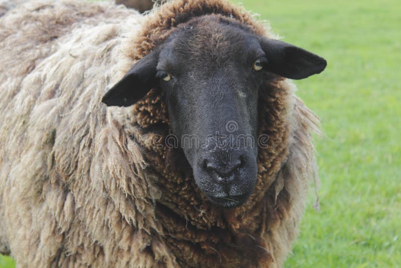 Ciérrese Para Arriba De Una Oveja Lanosa Foto de archivo - Imagen de ... Ciérrese Para Arriba De Una Oveja Lanosa Foto de archivo - Imagen de ...