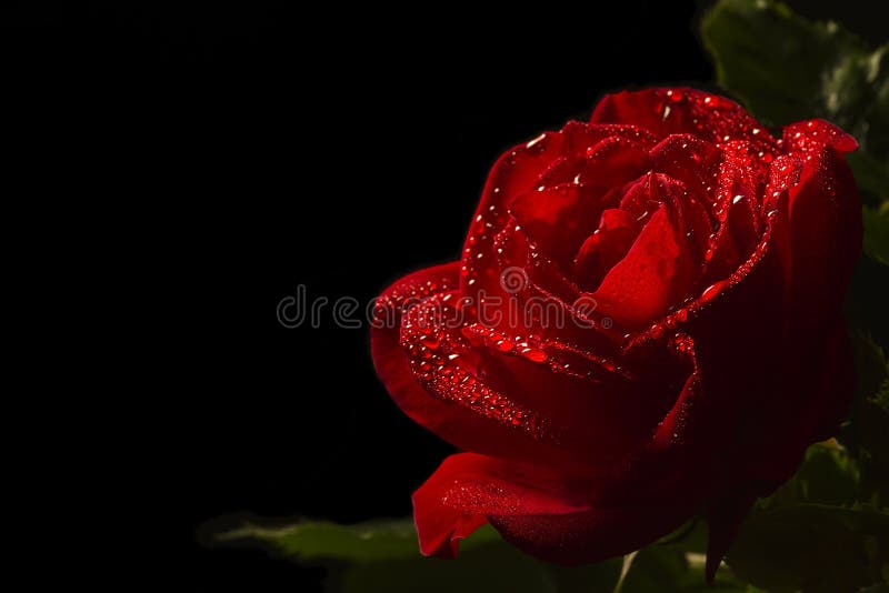 Ciérrese Para Arriba De Una Rosa Roja, Fondo Negro Imagen de archivo ... Ciérrese Para Arriba De Una Rosa Roja, Fondo Negro Imagen de archivo ...
