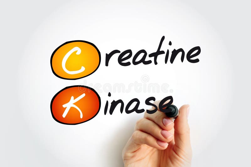 CK Creatine Kinase - Enzyme Expressed by Various Tissues and Cell Types ...