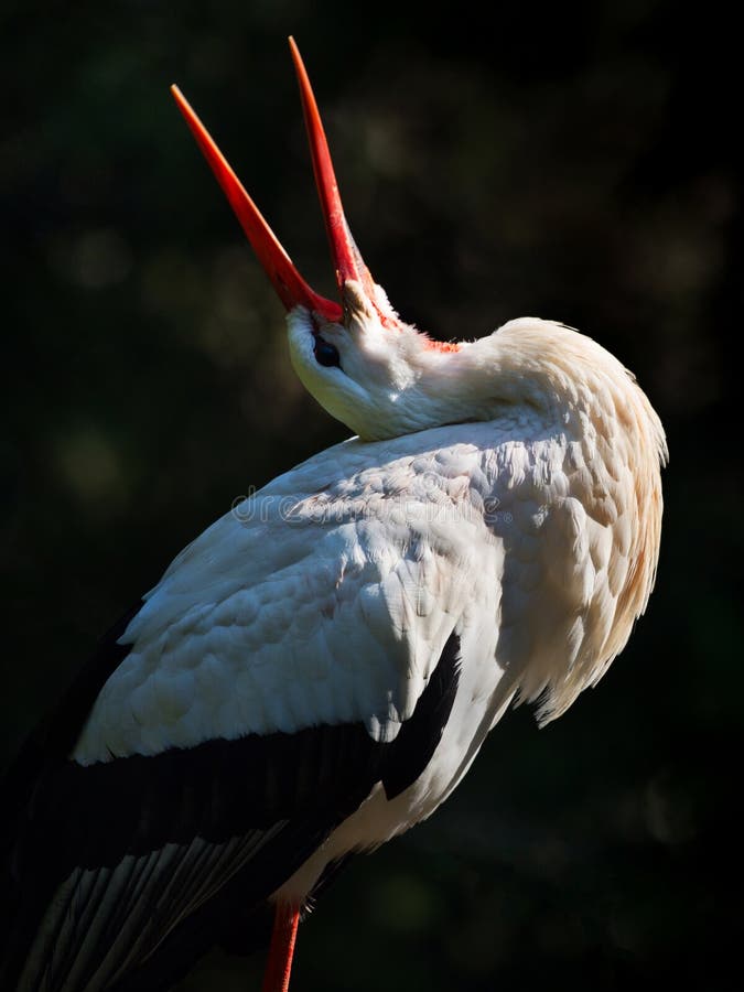 Clacking White Stork on a Dark Background Illuminated by the Sun Stock ...